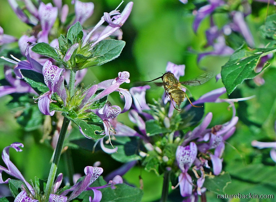 Hovering with intent: Tangle-veined Flies and the art of nectaring ...