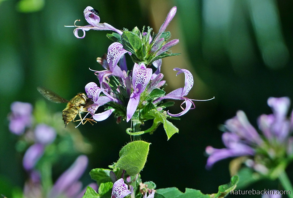 Hovering with intent: Tangle-veined Flies and the art of nectaring ...