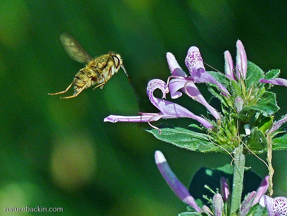 Hovering with intent: Tangle-veined Flies and the art of nectaring ...