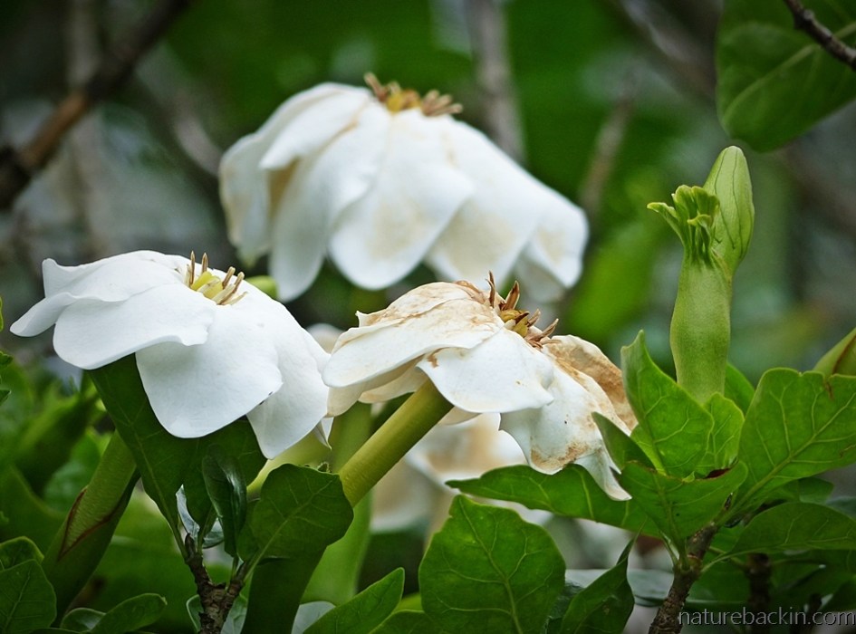 Wild gardenia: At home in forests and gardens – letting nature back in