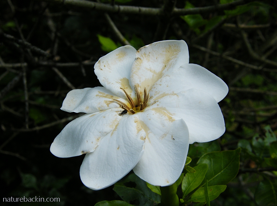 Wild gardenia: At home in forests and gardens – letting nature back in