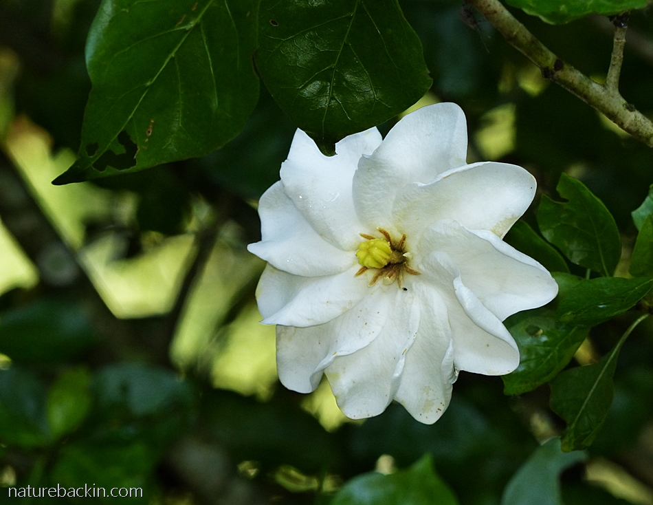 Wild gardenia: At home in forests and gardens – letting nature back in
