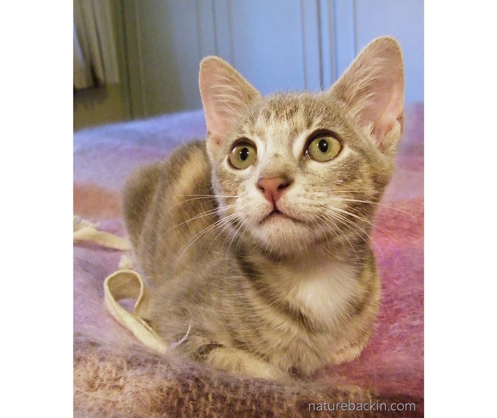 Reasons to be cheerful part 1: Ella the rescue cat – letting nature back in