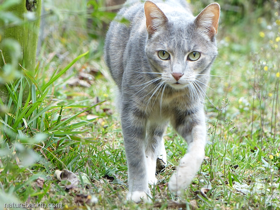 Reasons to be cheerful part 1: Ella the rescue cat – letting nature back in
