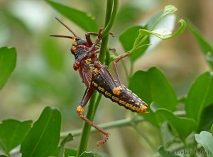 How the colourful koppie foam grasshopper sheds its skin – letting ...