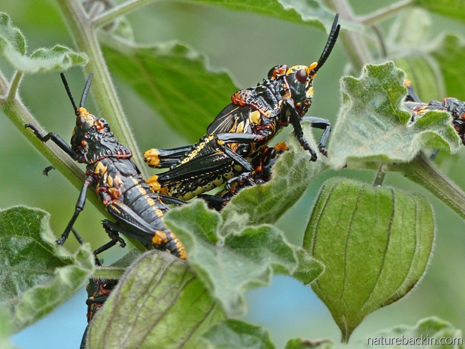 How the colourful koppie foam grasshopper sheds its skin – letting ...