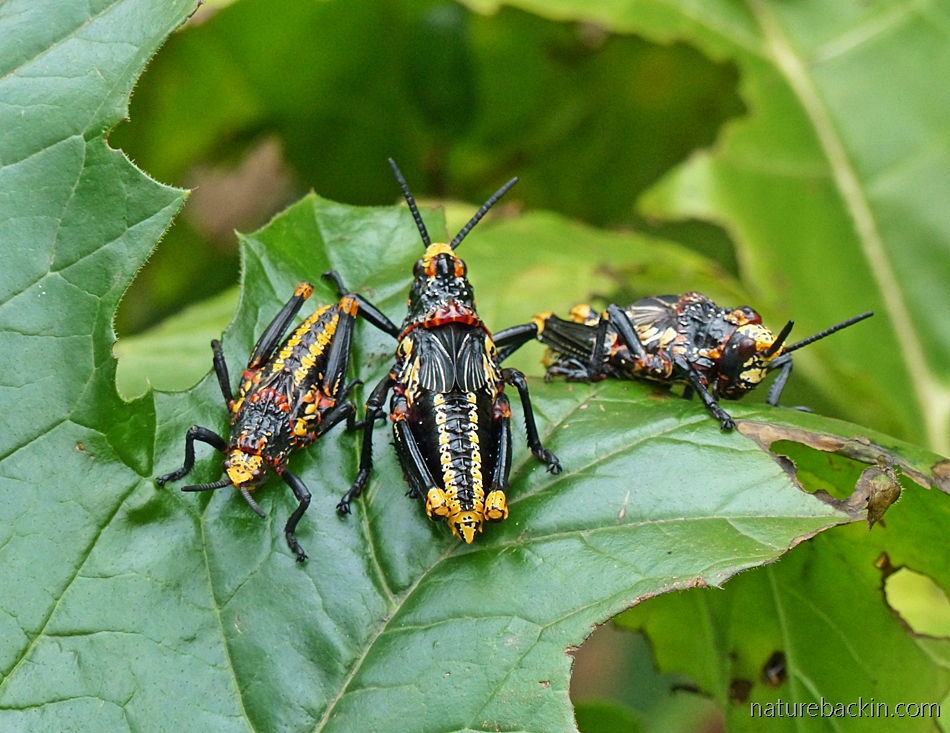 How the colourful koppie foam grasshopper sheds its skin – letting ...