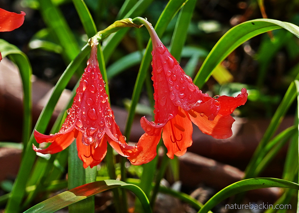 Flowers across the spectrum of the rainbow – letting nature back in