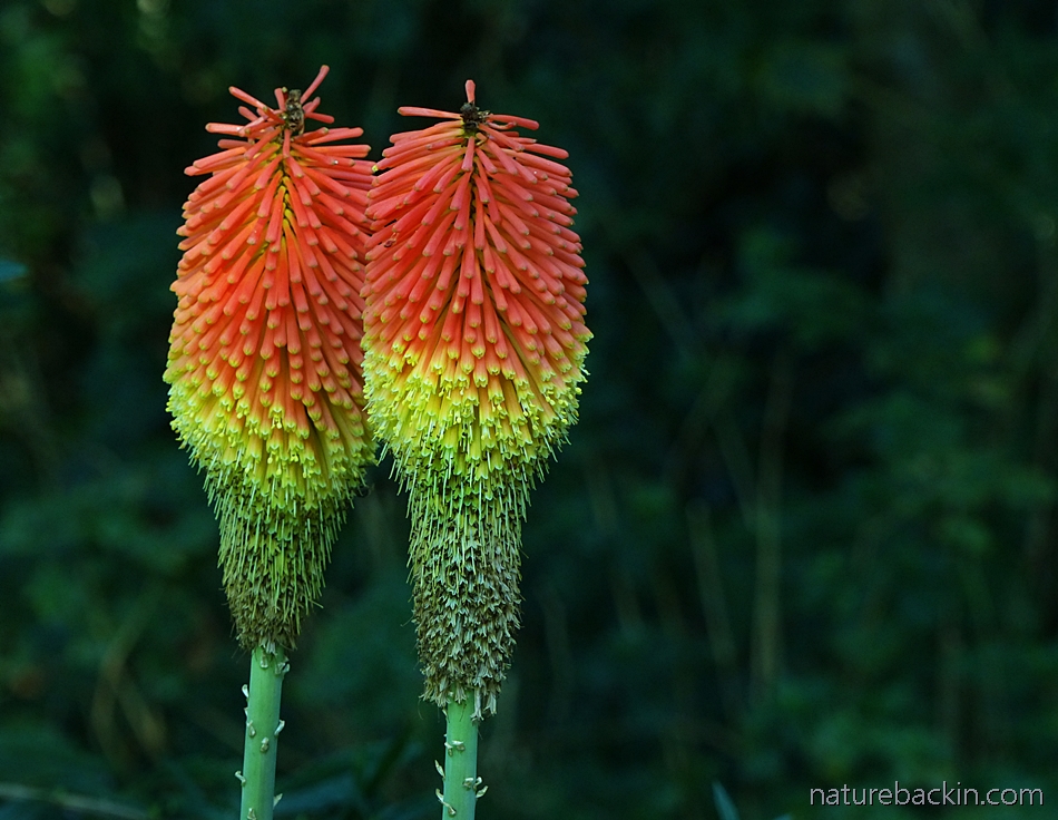 Flowers across the spectrum of the rainbow – letting nature back in