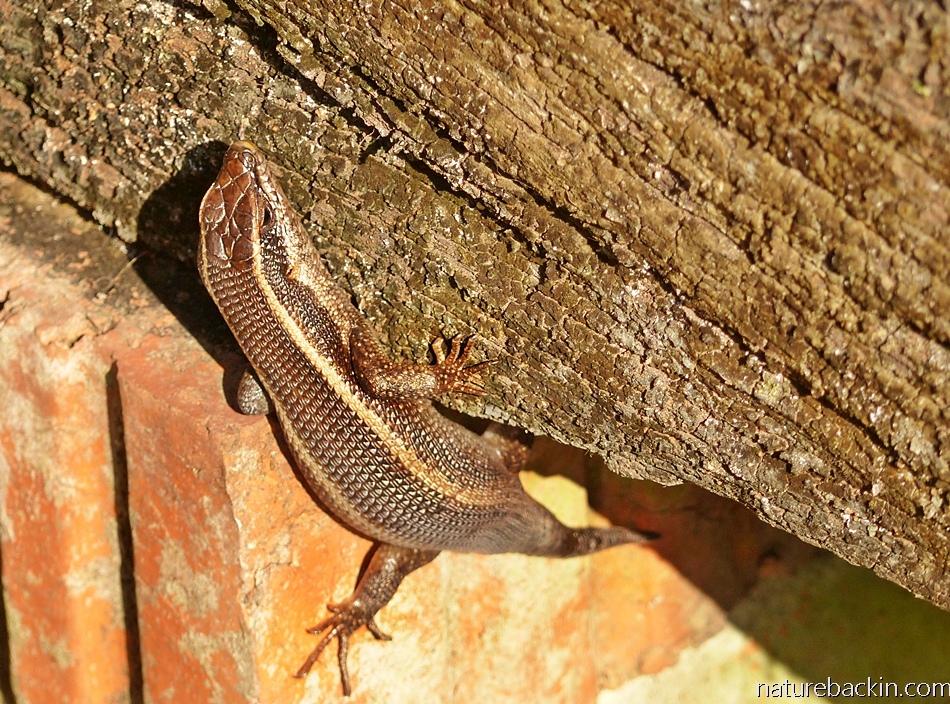Likeable lizards: Striped skinks in the garden – letting nature back in