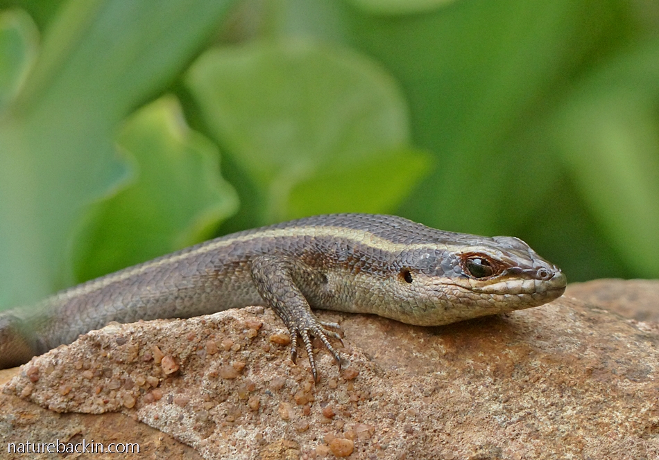 Likeable lizards: Striped skinks in the garden – letting nature back in