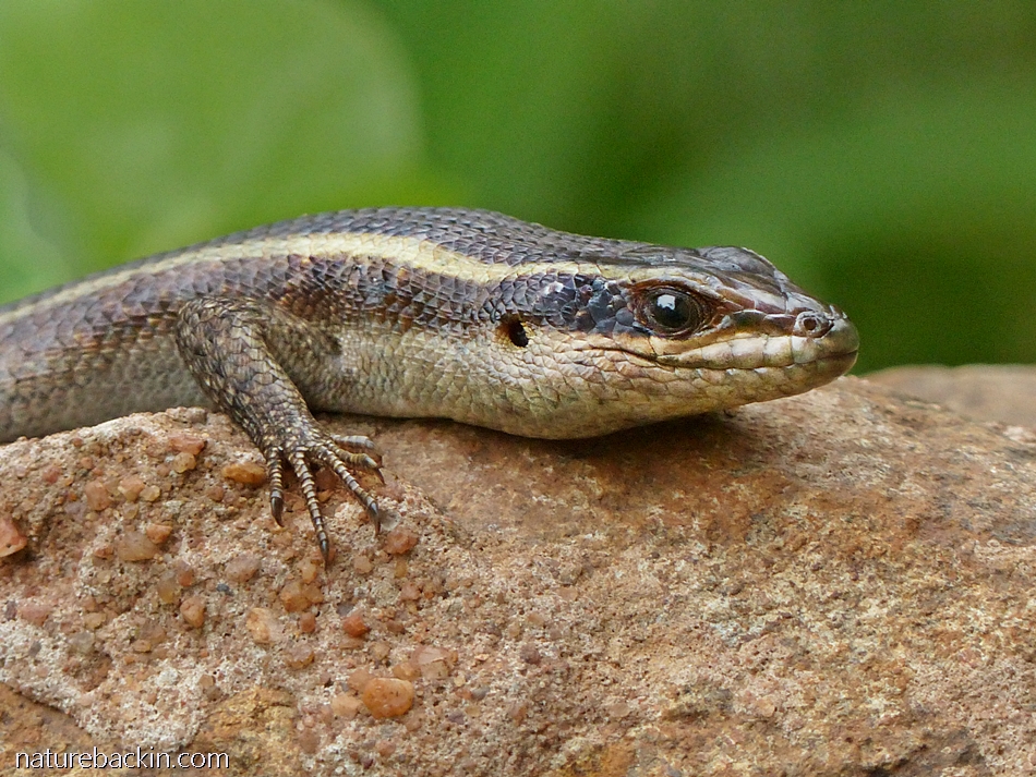 Likeable lizards: Striped skinks in the garden – letting nature back in