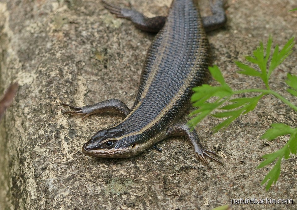 Likeable lizards: Striped skinks in the garden – letting nature back in