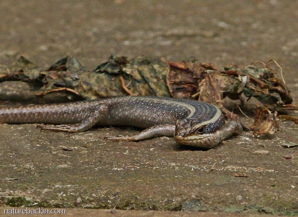 Likeable lizards: Striped skinks in the garden – letting nature back in