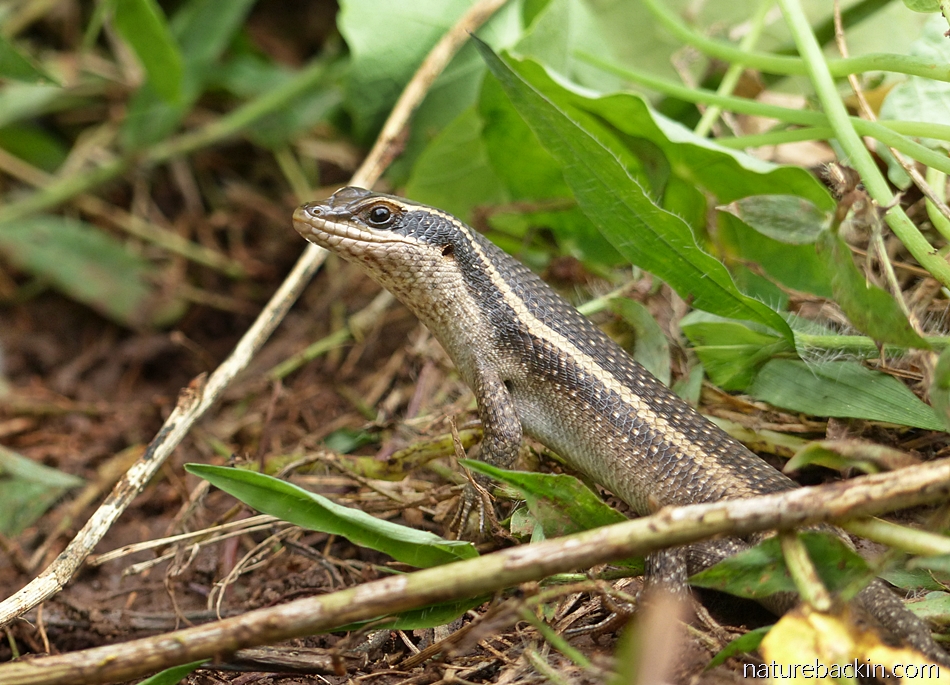 Likeable lizards: Striped skinks in the garden – letting nature back in