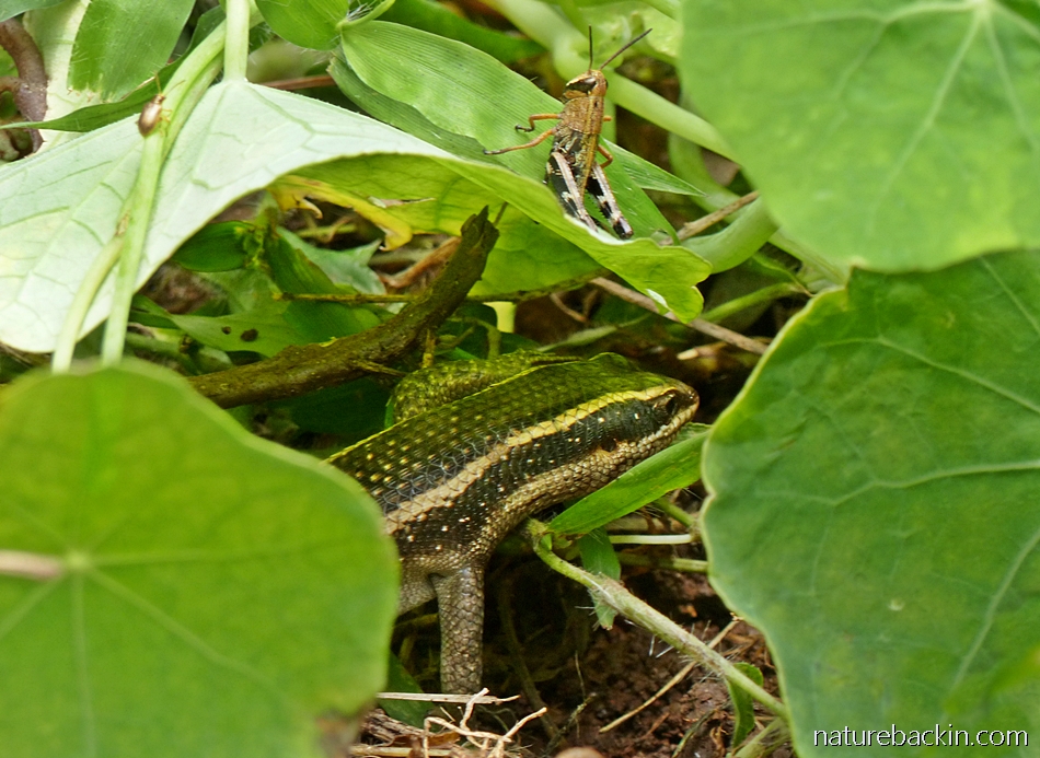 Likeable lizards: Striped skinks in the garden – letting nature back in