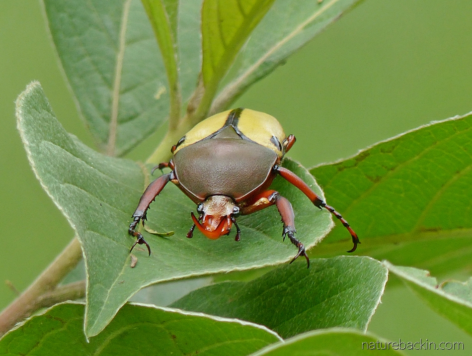 Fab beetle: Large, horned, colourful and unidentified – letting nature ...