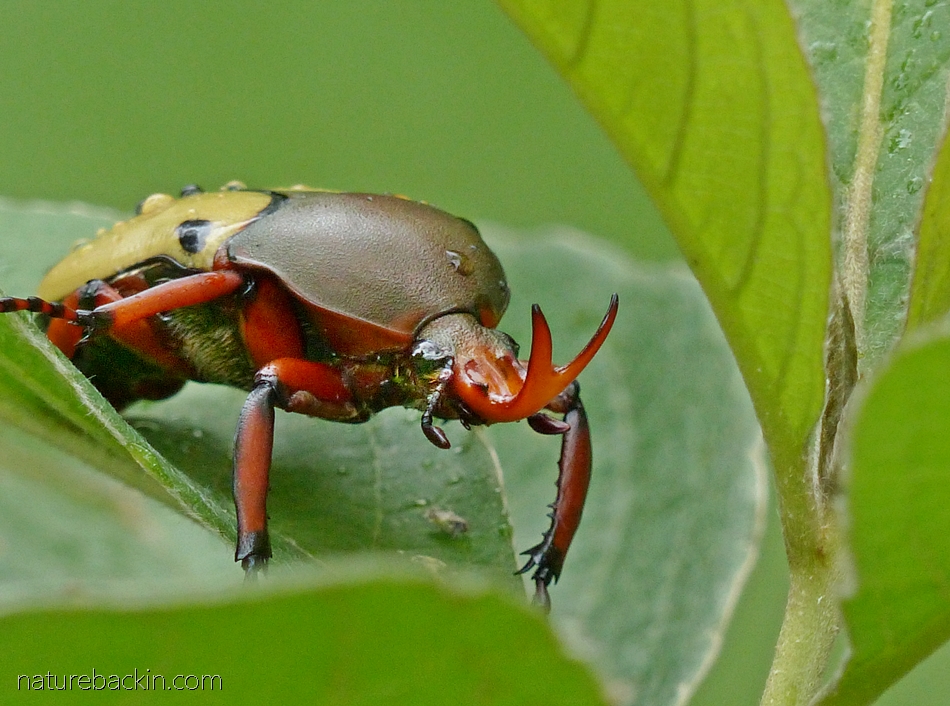 Fab beetle: Large, horned, colourful and unidentified – letting nature ...
