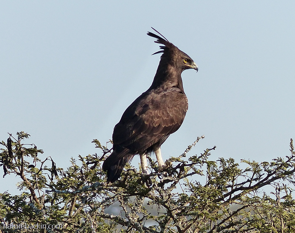 Urban raptors: Long-crested eagle – letting nature back in