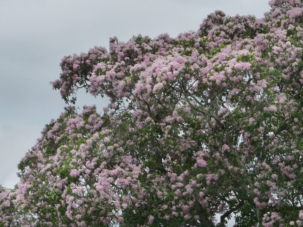 The beautiful Cape chestnut: Host to the citrus swallowtail butterfly ...