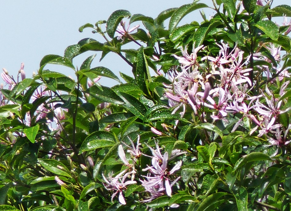 The beautiful Cape chestnut: Host to the citrus swallowtail butterfly ...