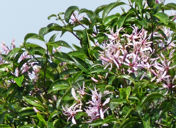 The beautiful Cape chestnut: Host to the citrus swallowtail butterfly ...