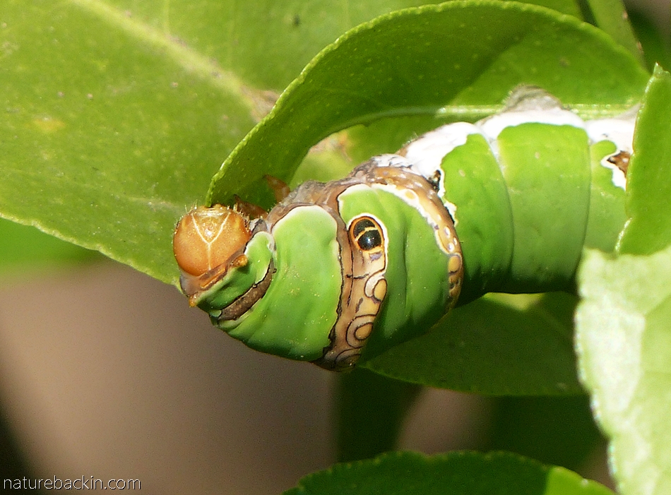 Citrus swallowtail butterflies, a caterpillar and an agama too ...