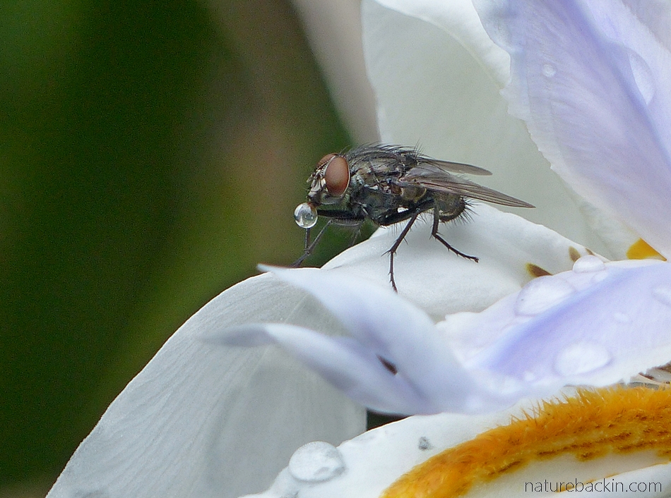 Backyard curiosities 1: Bubble-blowing flies – letting nature back in