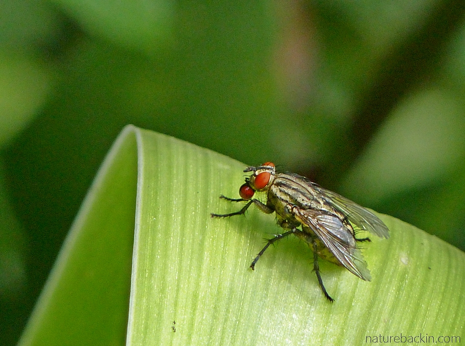 Backyard curiosities 1: Bubble-blowing flies – letting nature back in