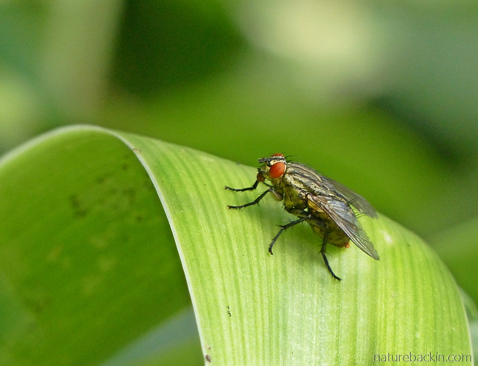 Backyard curiosities 1: Bubble-blowing flies – letting nature back in
