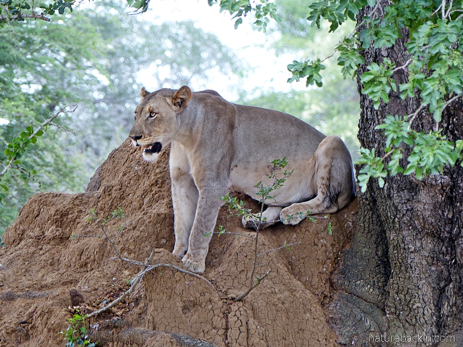 At the waterhole: Mkhuze Game Reserve’s KuMasinga Hide – letting nature ...