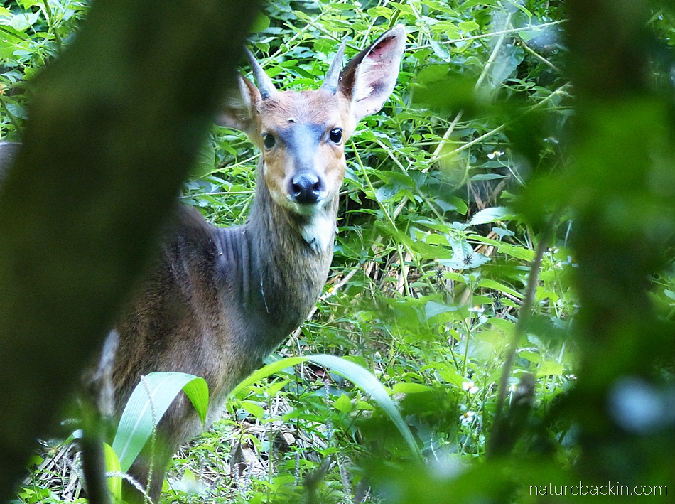The elusive bushbuck: Surprising survivors in the suburbs – letting ...