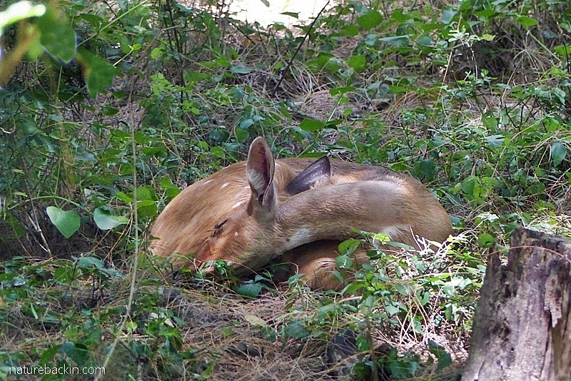 The elusive bushbuck: Surprising survivors in the suburbs – letting ...