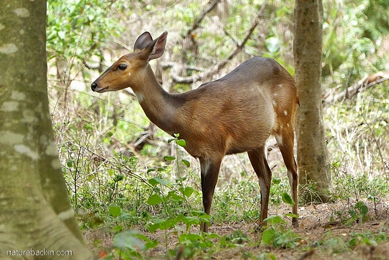 The elusive bushbuck: Surprising survivors in the suburbs – letting ...
