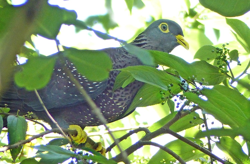The pigeonwood tree: Providing food, refuge and fun – letting nature ...