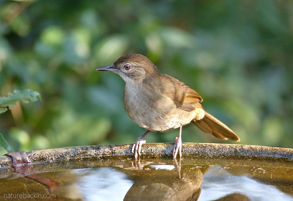 For the birds: Forest and woodland habitats – letting nature back in