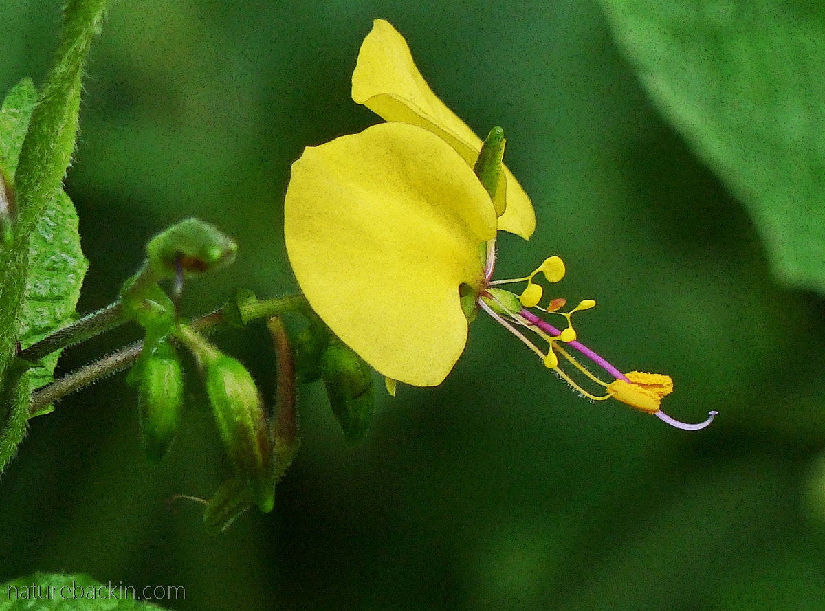 Botanical images: Inspired by vintage prints and cards – letting nature ...