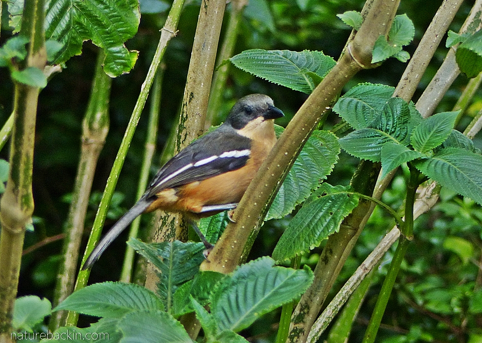 For the birds: Forest and woodland habitats – letting nature back in
