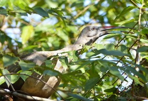 The pigeonwood tree: Providing food, refuge and fun – letting nature ...