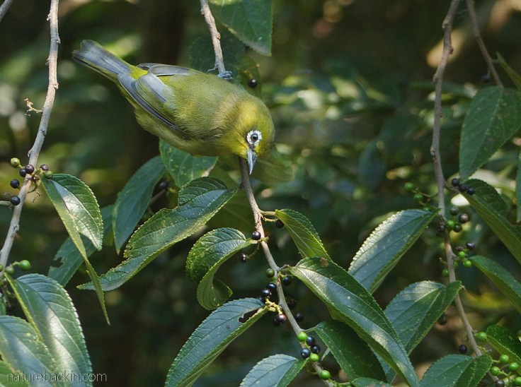The pigeonwood tree: Providing food, refuge and fun – letting nature ...