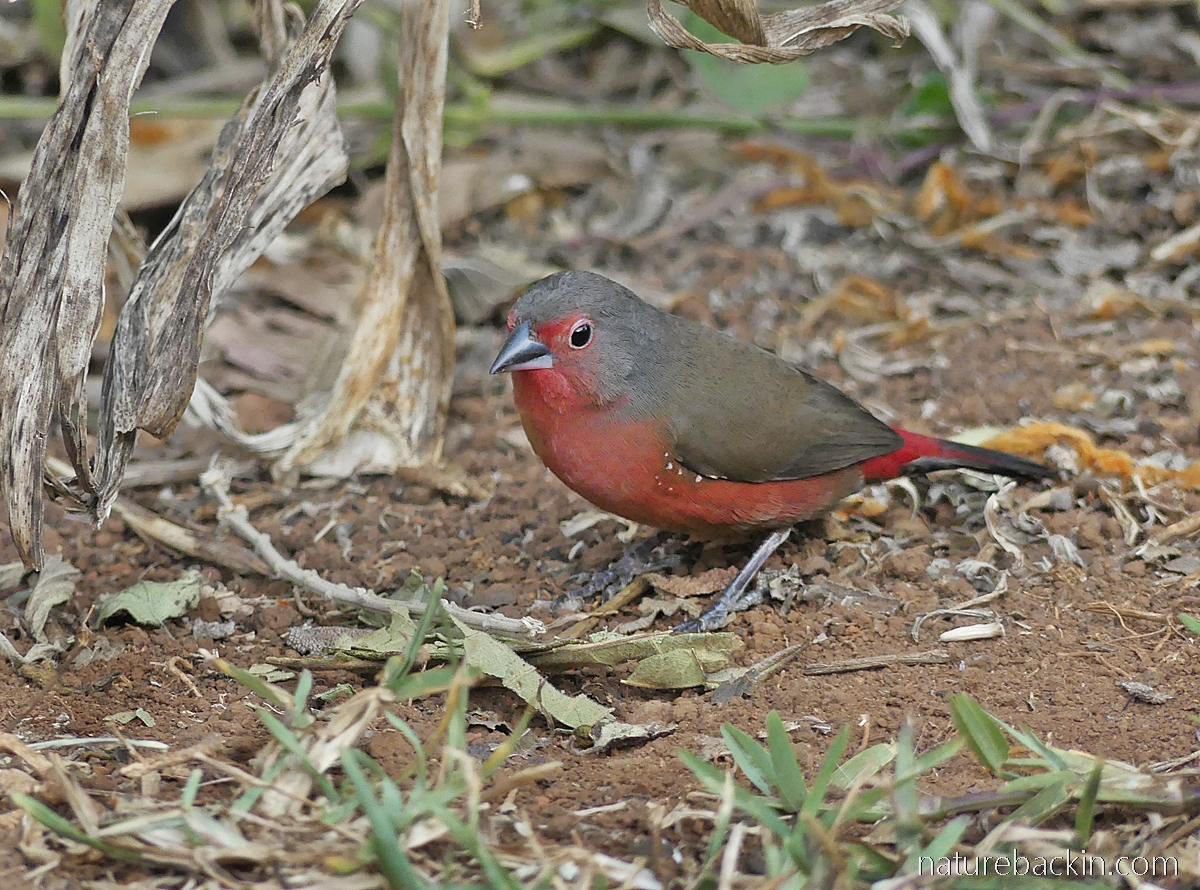 A diminutive and dynamic presence: The African firefinch – letting ...