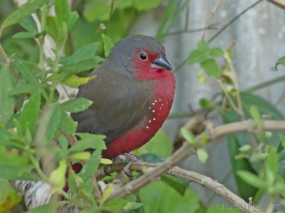 A diminutive and dynamic presence: The African firefinch – letting ...