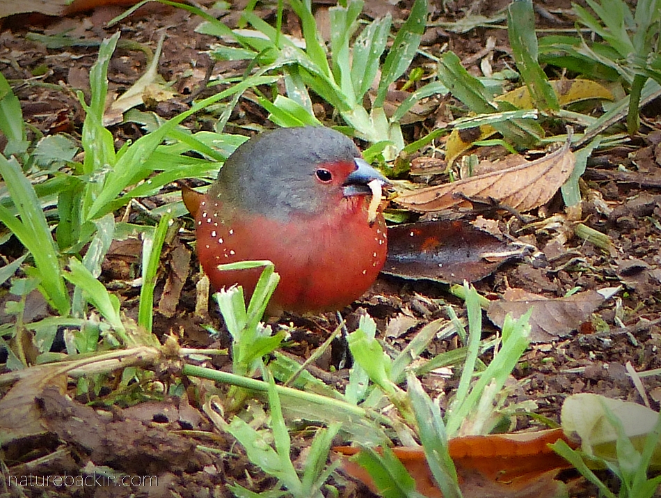 A diminutive and dynamic presence: The African firefinch – letting ...