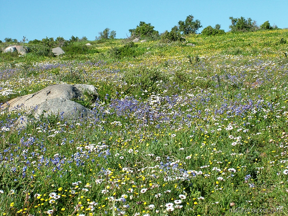 Spring flowers at the West Coast – letting nature back in