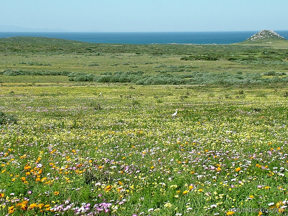 Spring flowers at the West Coast – letting nature back in