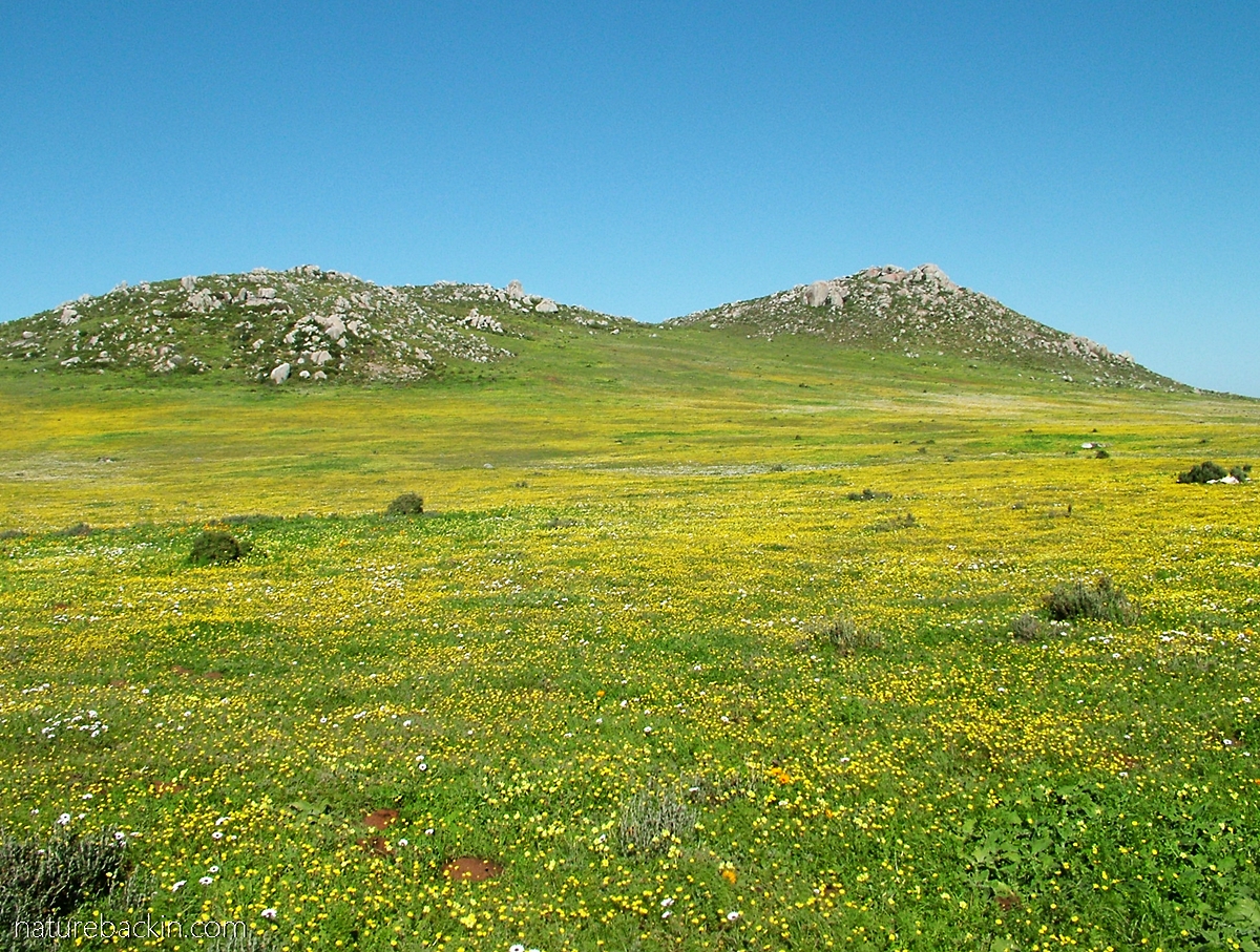 Spring flowers at the West Coast – letting nature back in