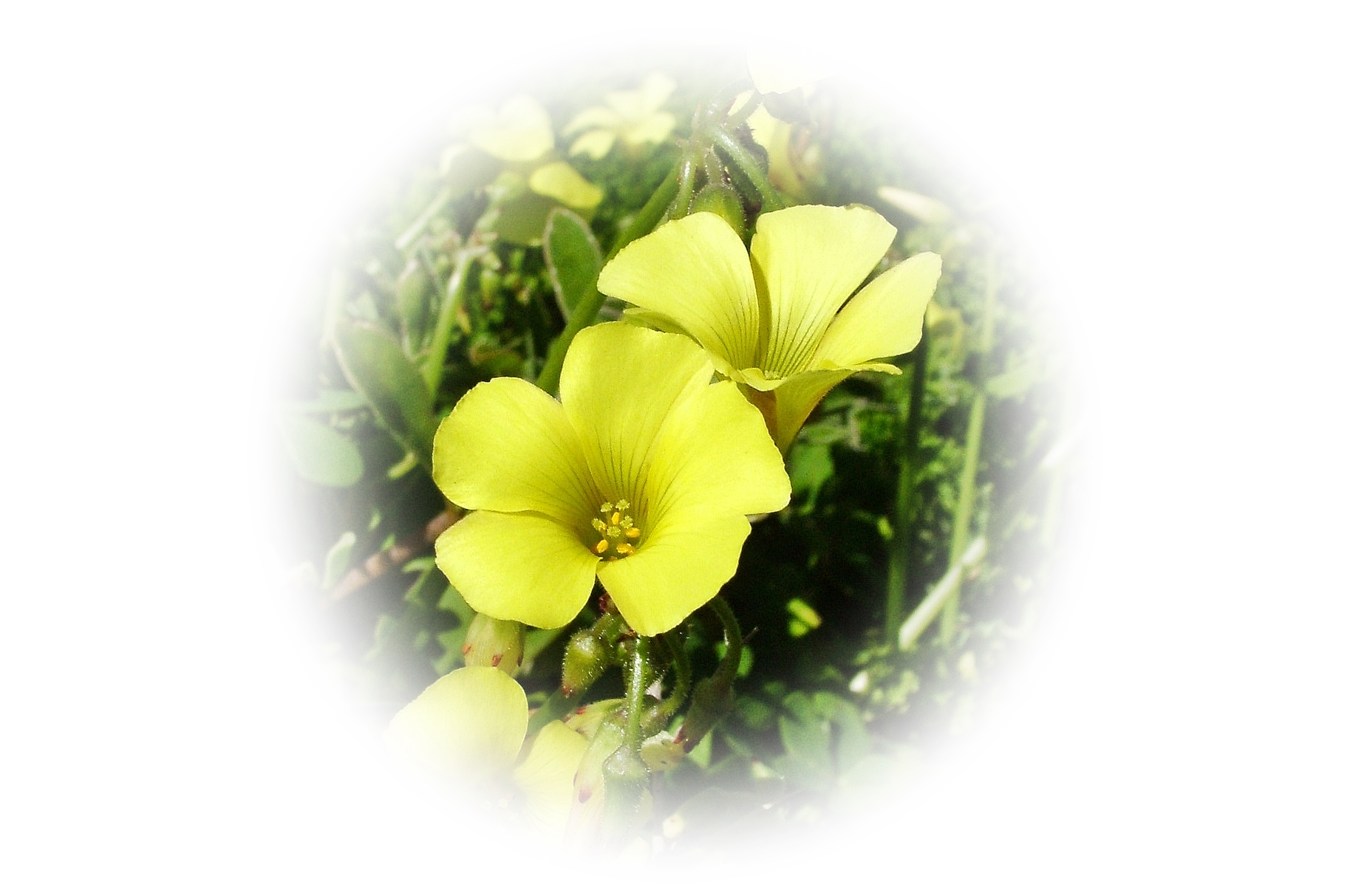 Spring flowers at the West Coast – letting nature back in