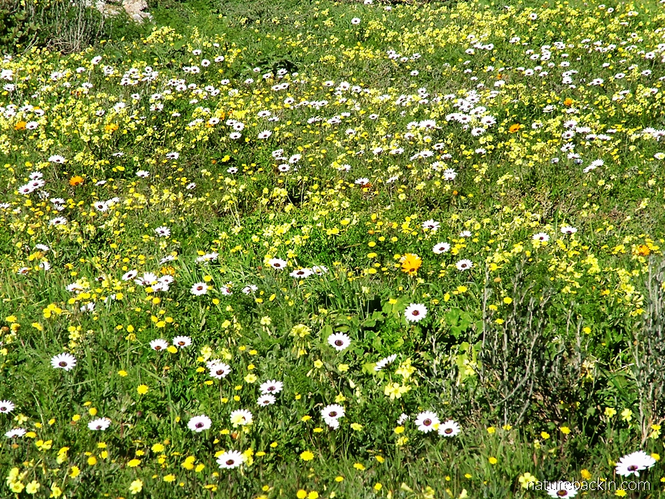Spring flowers at the West Coast – letting nature back in