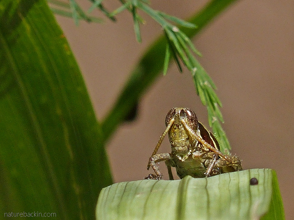 Tiny surprises: Curious creatures in the garden – letting nature back in