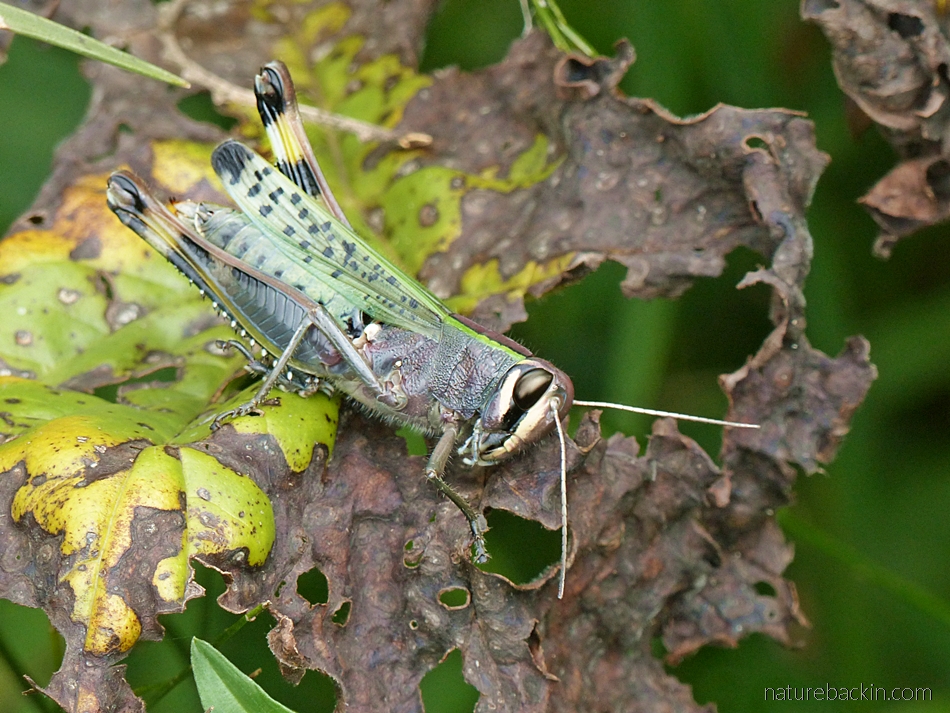 Tiny surprises: Curious creatures in the garden – letting nature back in